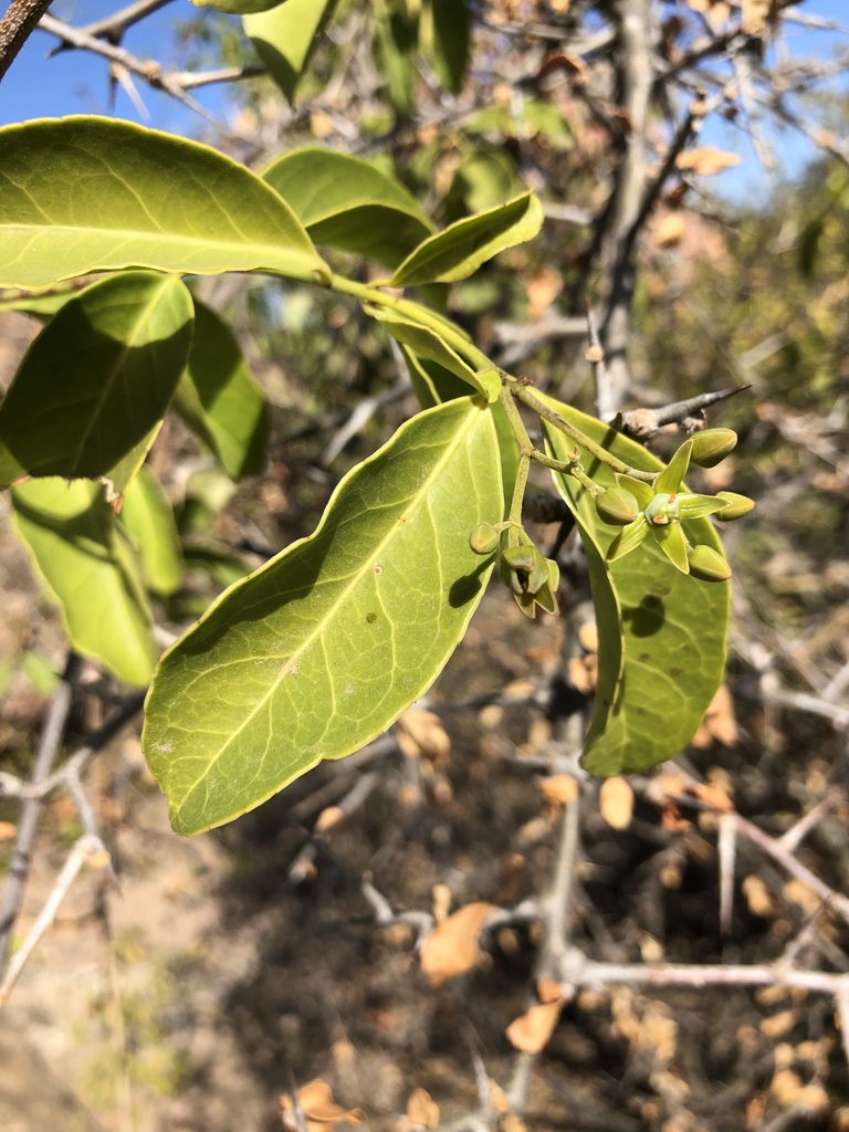 African Paddlepod from Lowveld, , LP, ZA on June 22, 2019 at 01:04 PM ...