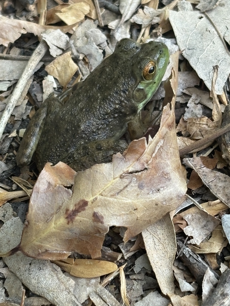 American Bullfrog from Mt. San Antonio College, Walnut, CA, US on ...
