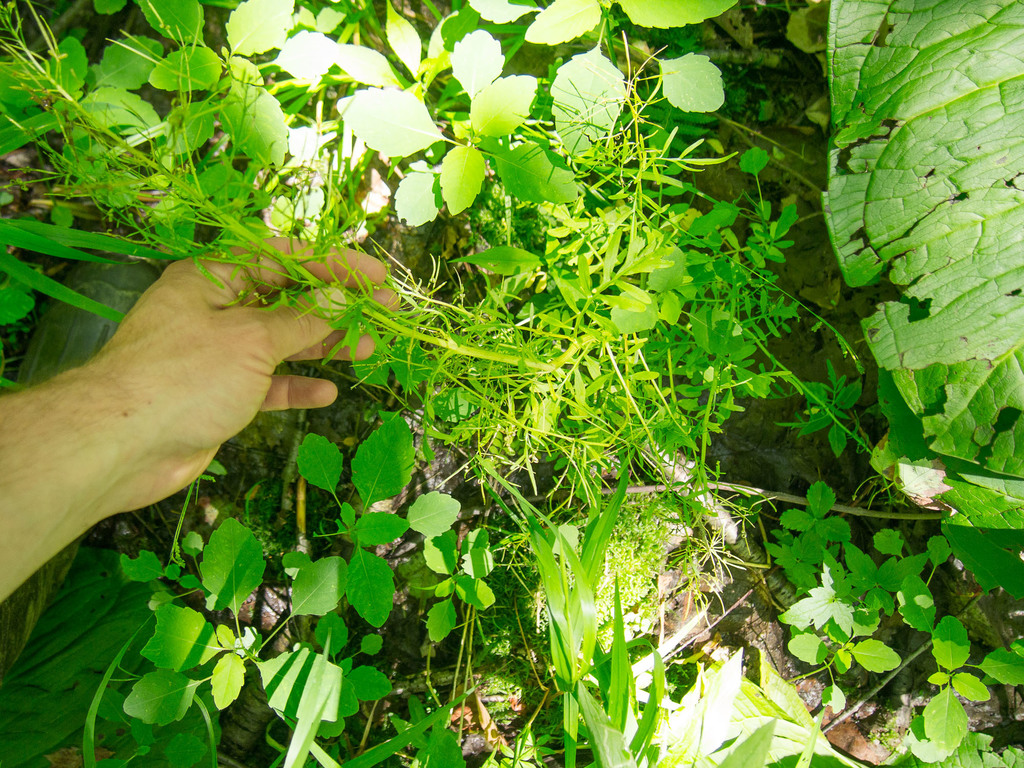 Bittercresses and Toothworts from Chautauqua, New York, United States ...