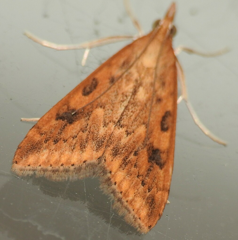 Rusty Dot Pearl from Polegate, UK on September 25, 2024 at 03:02 AM by ...