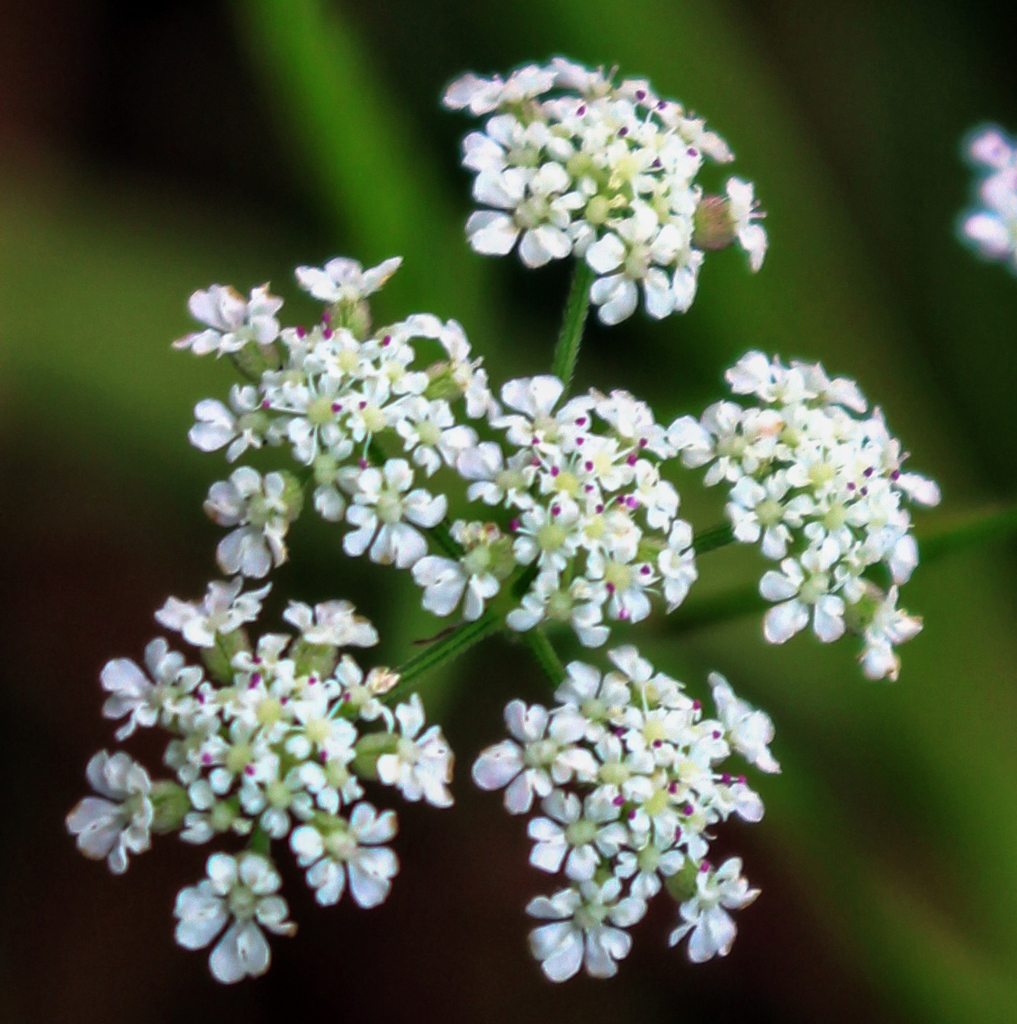 upright hedge-parsley (Deer Grove Natural Areas Volunteers Invasive ...