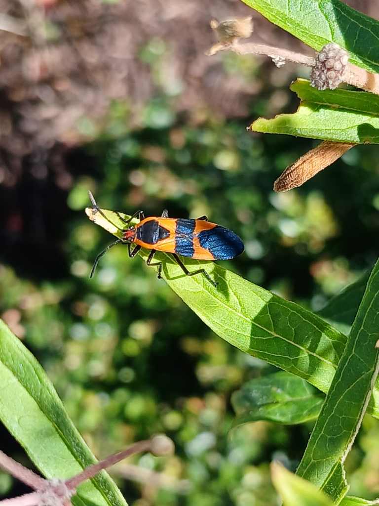 Large Milkweed Bug from Riverside, Oklahoma City, OK 73109, USA on ...