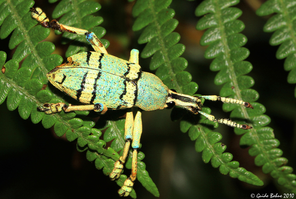 Schönherr's Blue Weevil in August 2010 by Dr. Guido Bohne. possibly ...
