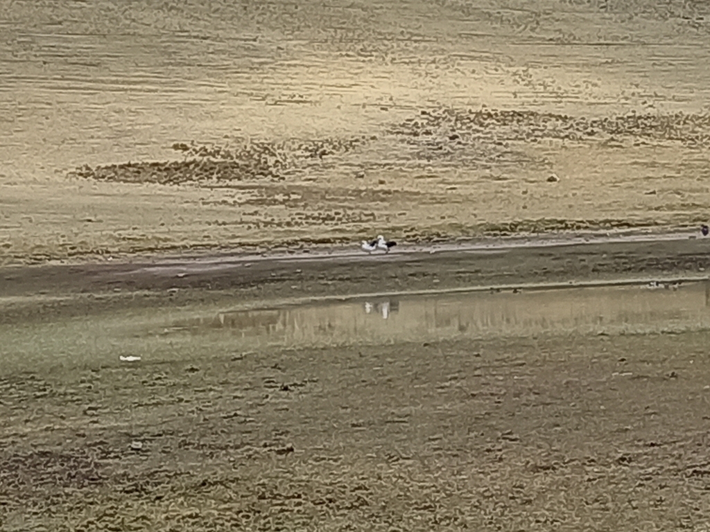 Andean Goose from Taray, 08100, Perú on September 22, 2024 at 11:37 AM ...