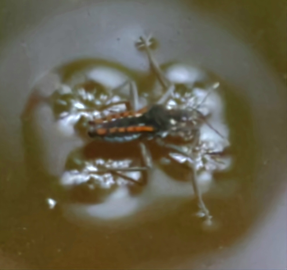 Capra's Water Cricket from Aberdeen AB15 8LE, UK on September 25, 2024 ...