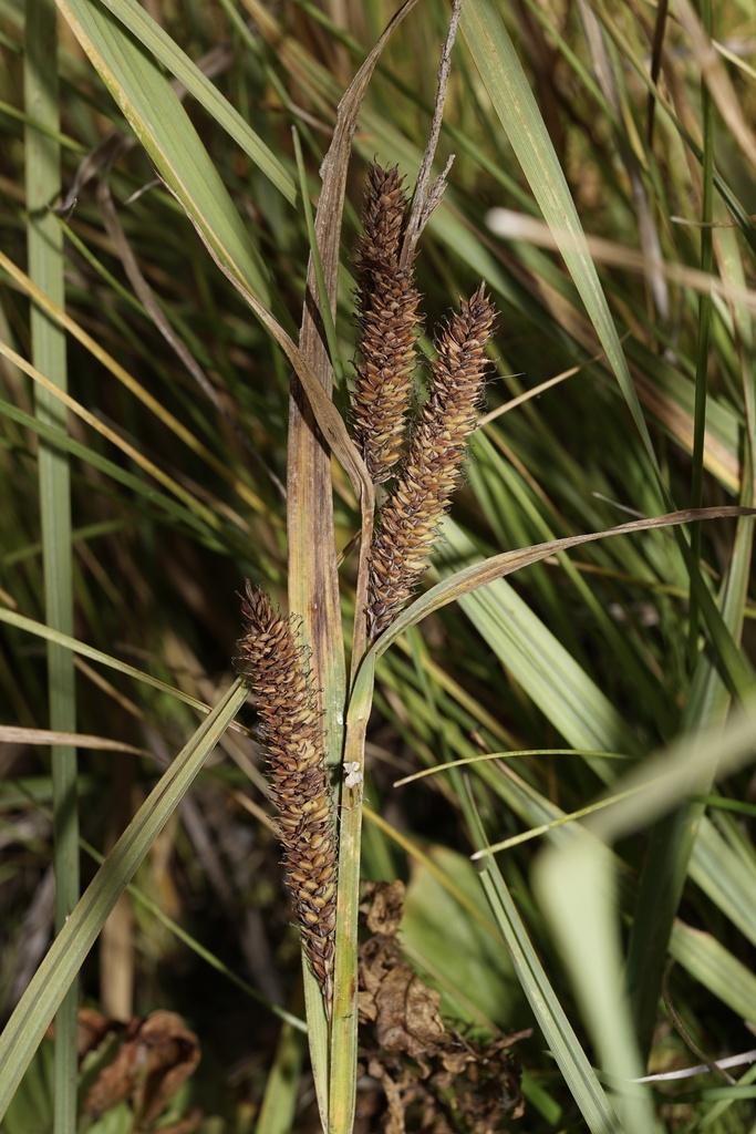 Nebraska sedge from Crook County, US-OR, US on September 20, 2024 at 09 ...