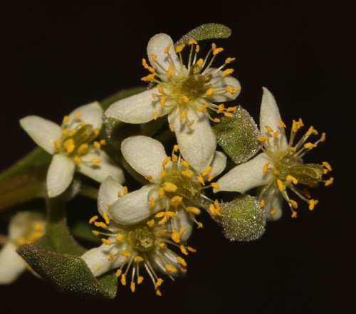 Tetragonia portulacoides · iNaturalist Mexico