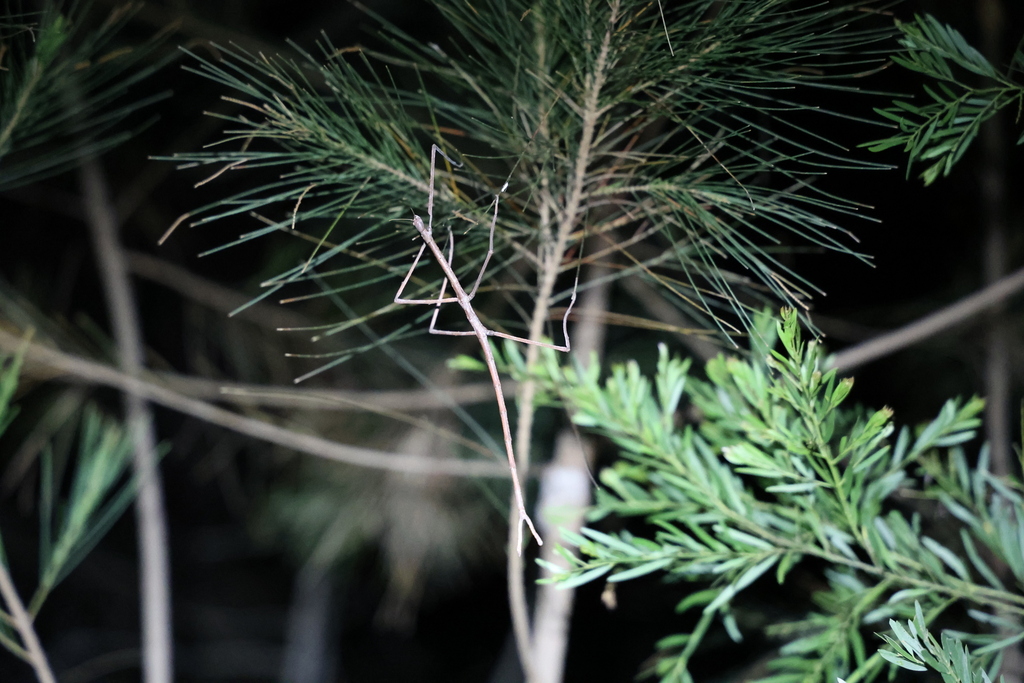 Margin-winged Stick Insect from Amiens QLD 4380, Australia on September ...