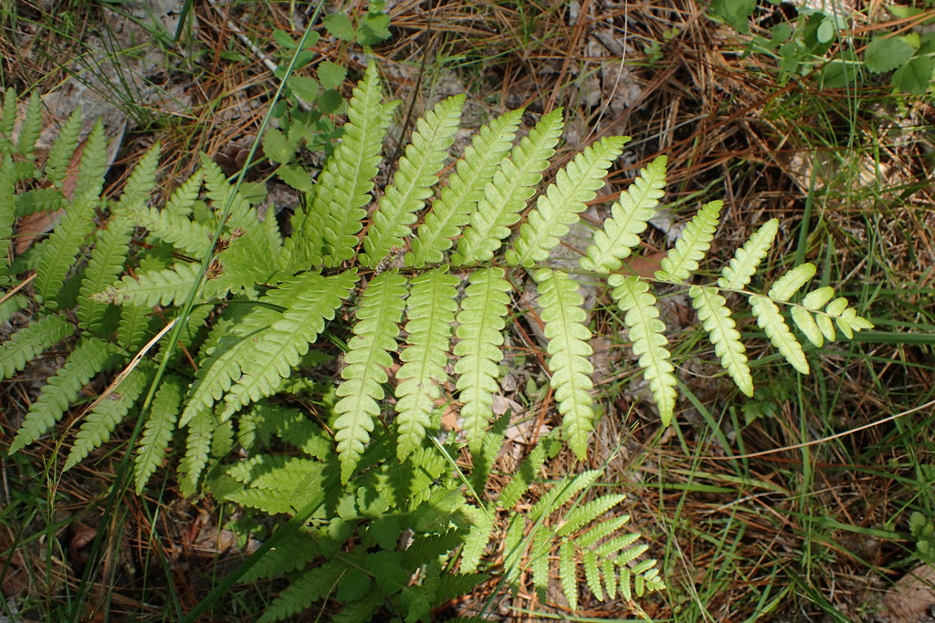 Virginia chainfern (PA Ferns) · iNaturalist