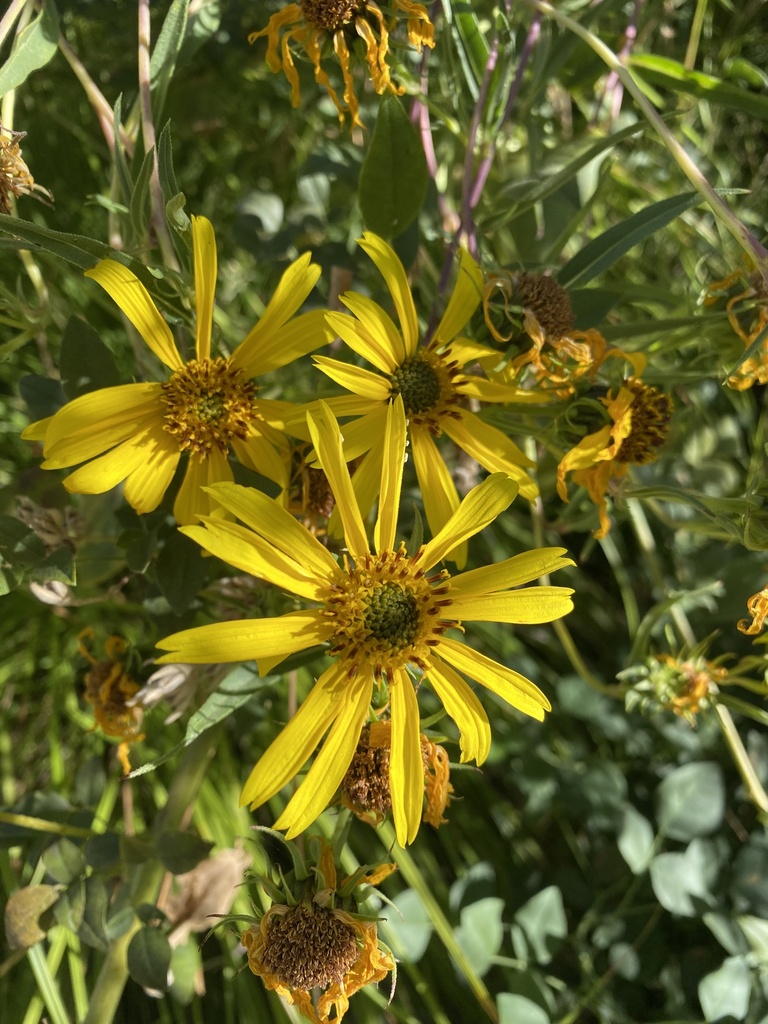 California sunflower from Henry W. Coe State Park, Morgan Hill, CA, US ...