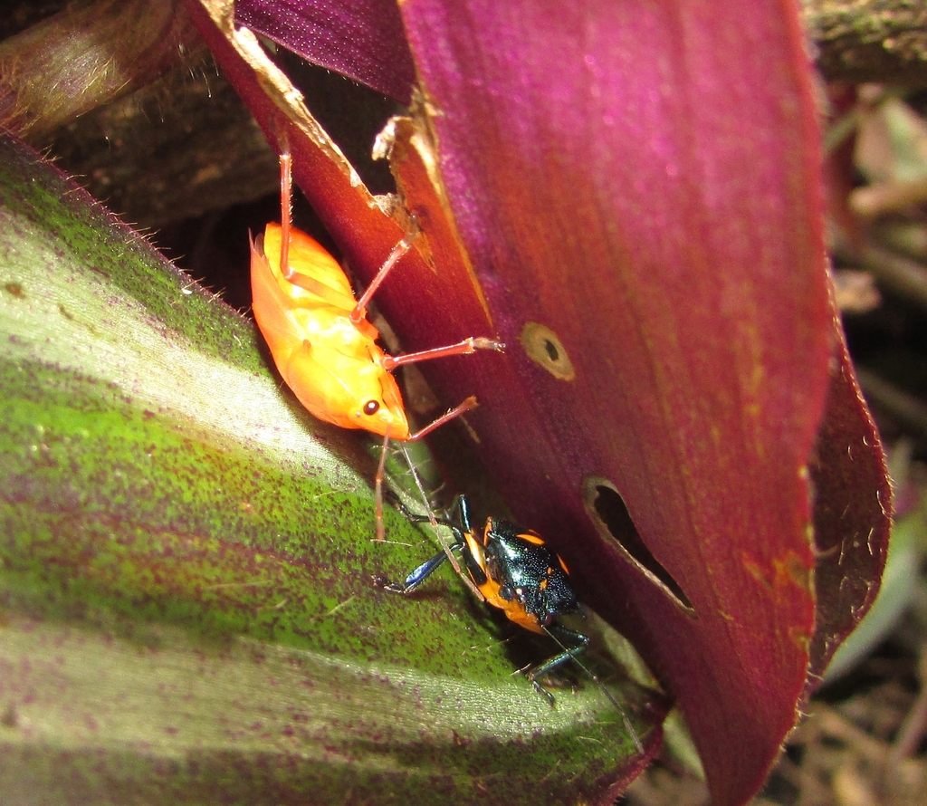 Florida Predatory Stink Bug from Heredia, San Rafael, Costa Rica on ...