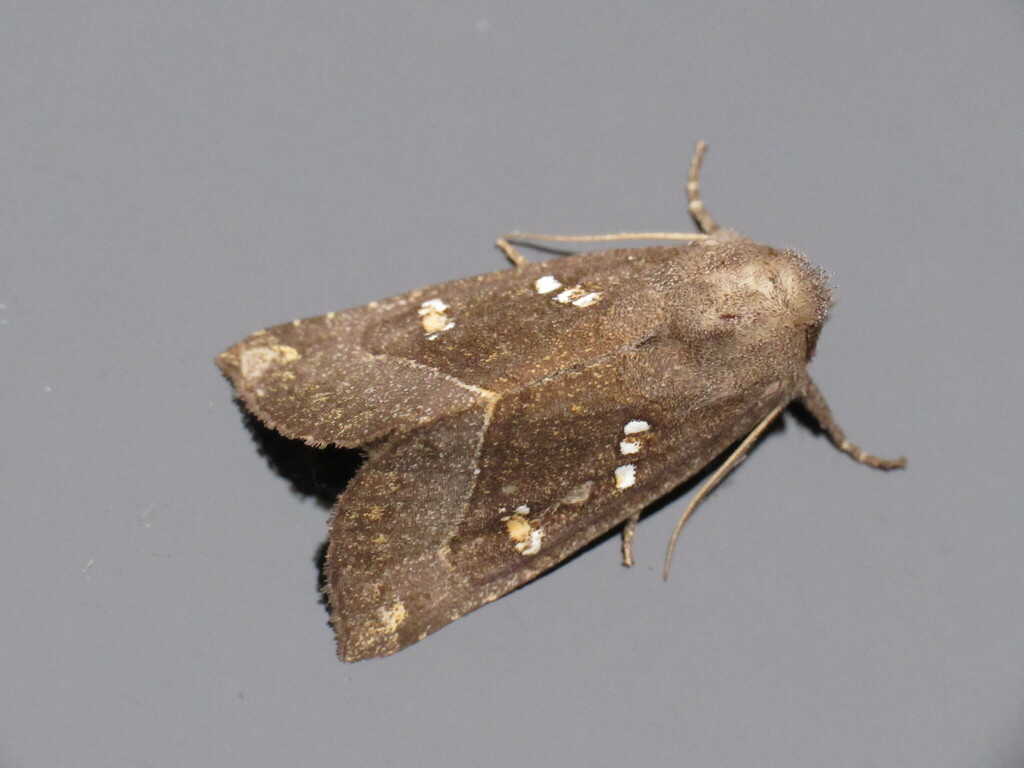 Stalk Borer Moth from Bellbrook, Greene County, OH, USA on September 24 ...
