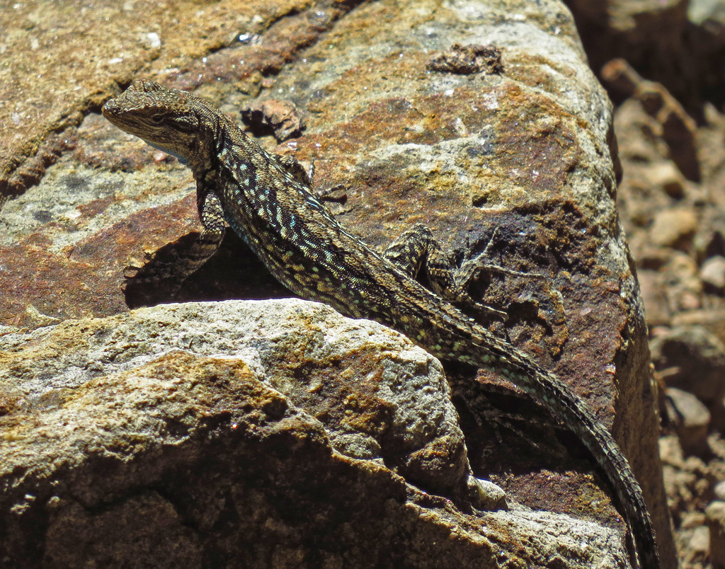 Ornate Tree Lizard from Brewster County, TX, USA on June 23, 2019 at 11 ...