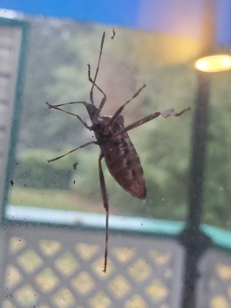 Western Leaf-footed Bug from Renton Ave S & S 132nd St, Renton, WA ...