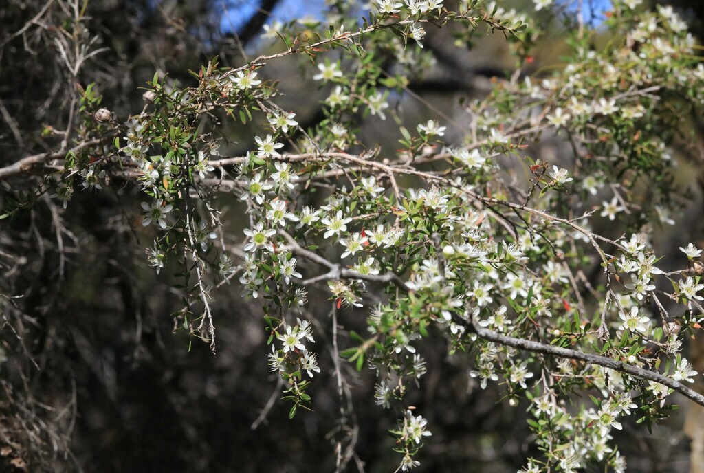 Tantoon from Minnie Water NSW 2462, Australia on September 17, 2024 at ...