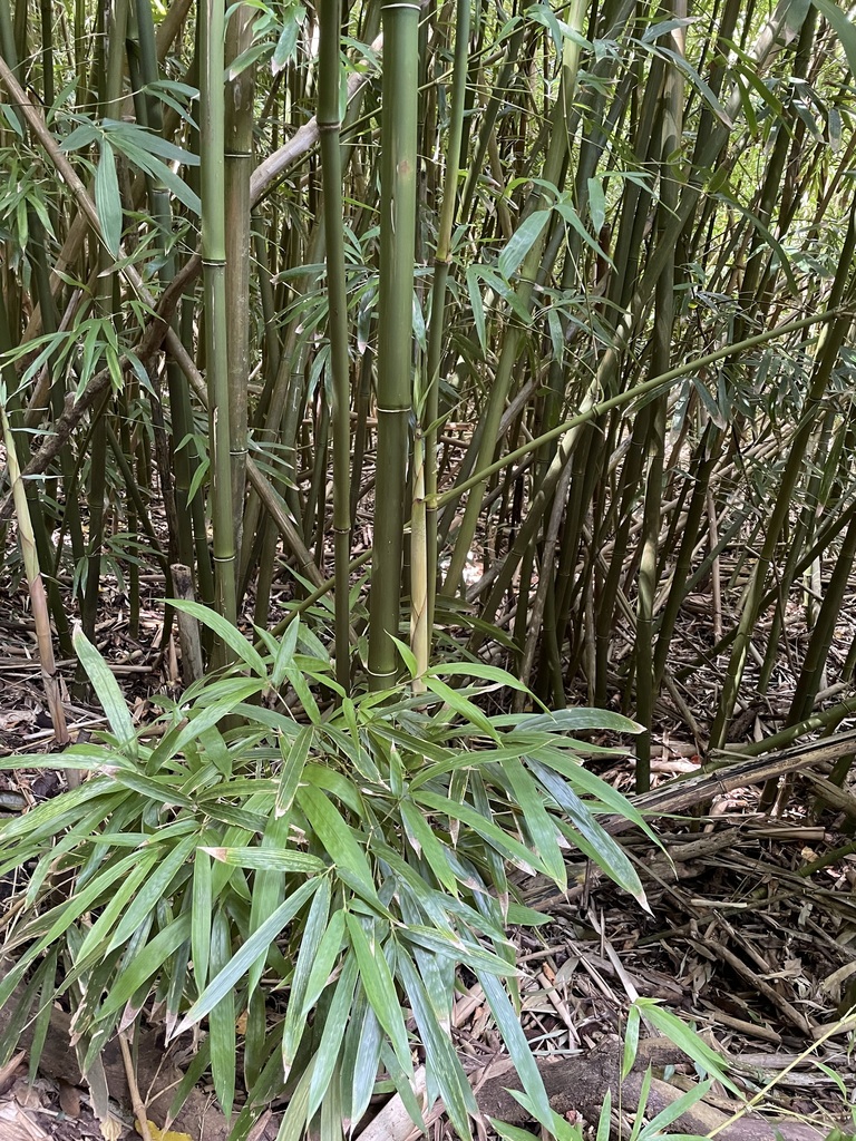 Hachiku Bamboo from Nuuanu - Judd Trail, Honolulu, HI, USA on September ...