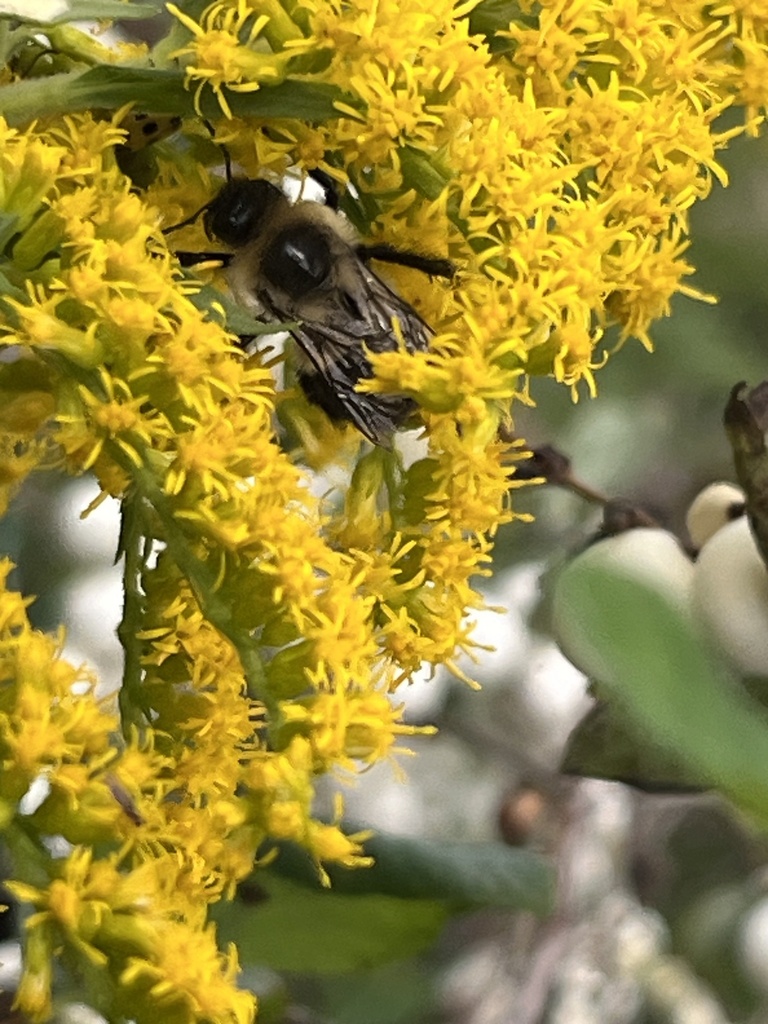 Common Eastern Bumble Bee from Gateway Arch National Park, St. Louis ...