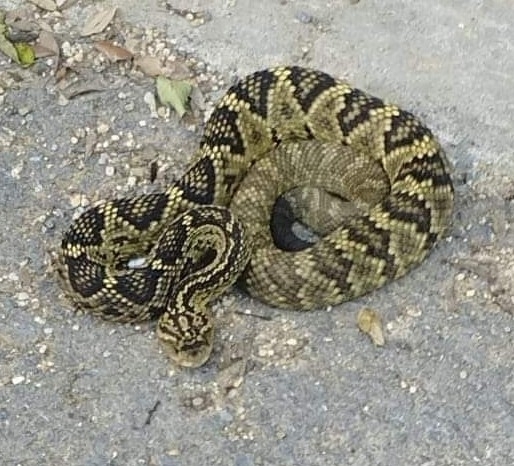 Totonacan Rattlesnake from 67197 N.L., México on September 25, 2024 at ...