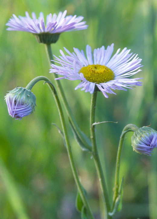Beautiful Fleabane (Plants of State Forest State Park) · iNaturalist