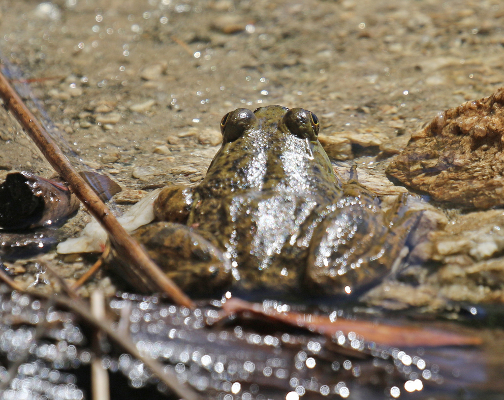 American Bullfrog from Pima County, AZ, USA on September 18, 2024 at 01 ...