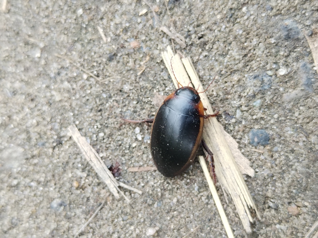 Hydaticus seminiger from Брянская обл., Россия, 241022 on September 24 ...