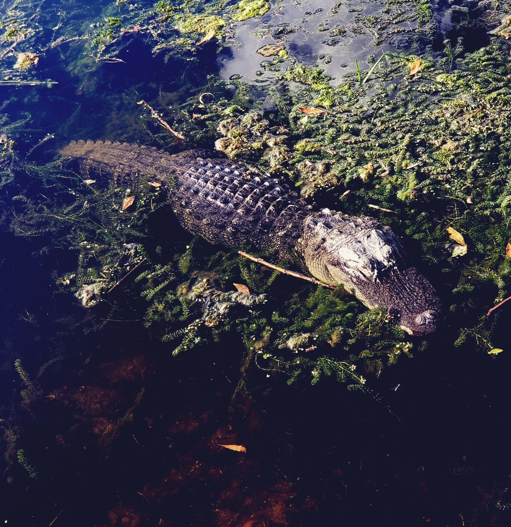 American Alligator from Largo, FL 33771, USA on May 1, 2019 at 06:00 PM ...