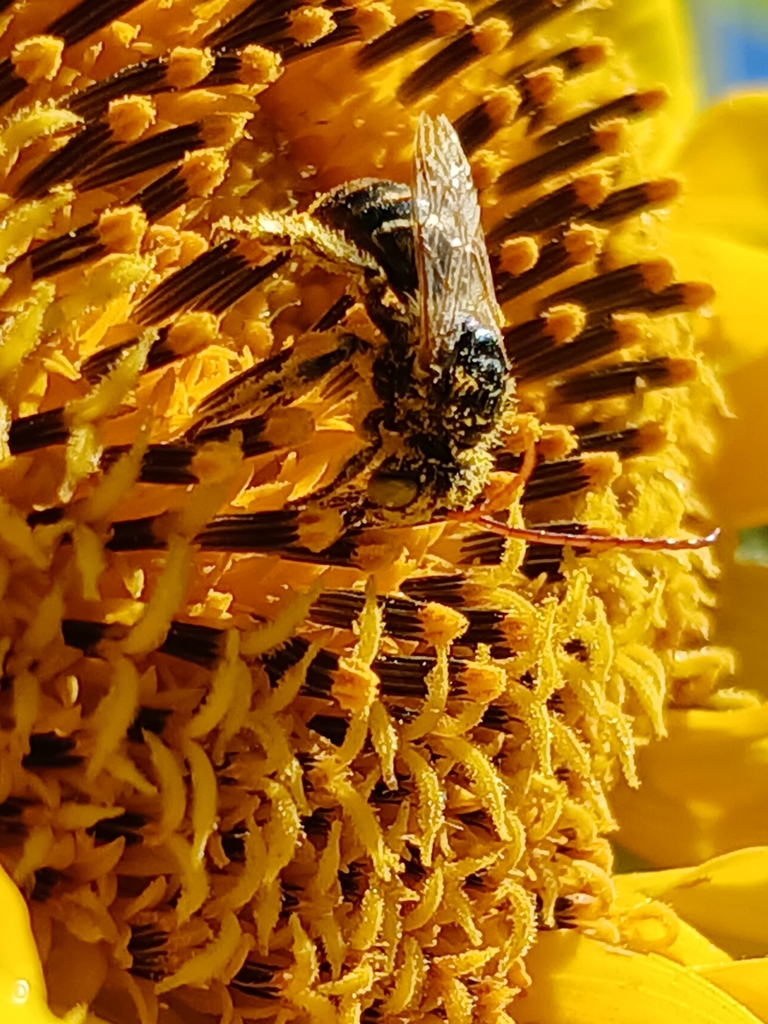 Bees from Riverside, Oklahoma City, OK 73109, USA on September 25, 2024 ...