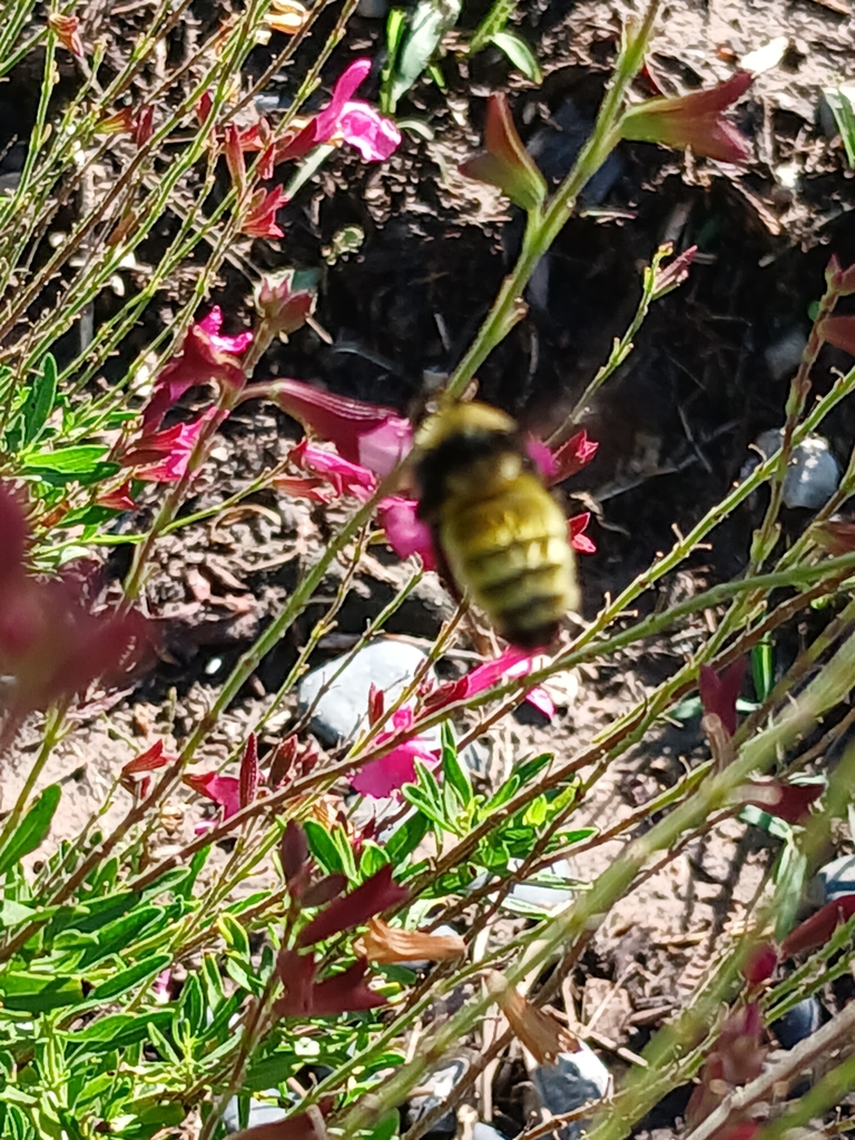 American Bumble Bee from Riverside, Oklahoma City, OK 73109, USA on ...