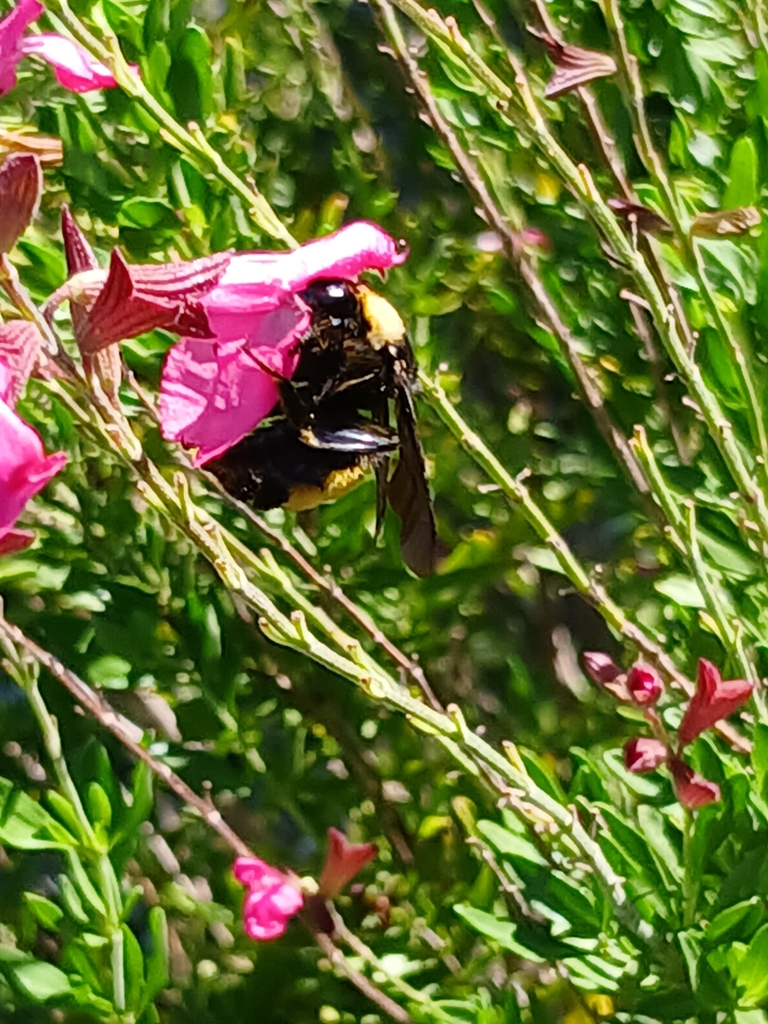 American Bumble Bee from Riverside, Oklahoma City, OK 73109, USA on ...