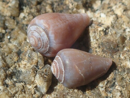 California Cone (China Cove Organisms) · iNaturalist