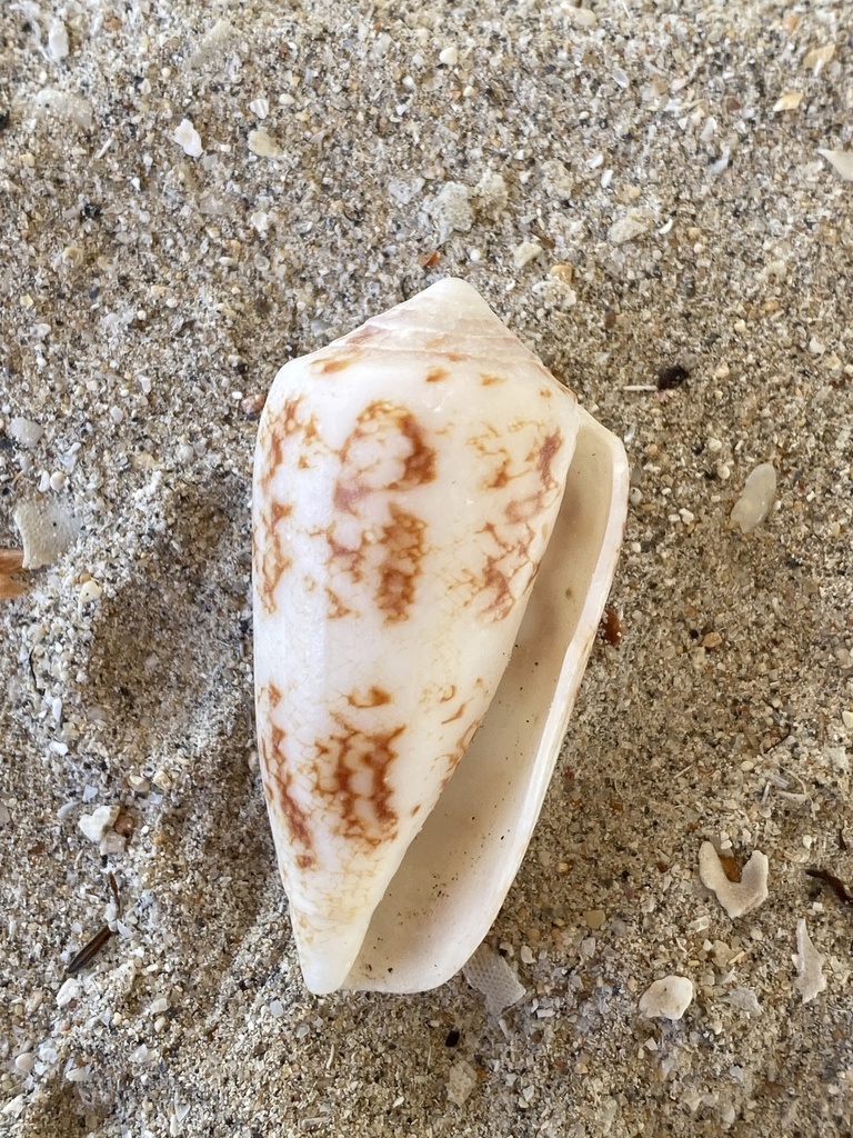 Queen Victoria Cone from Indian Ocean, Eighty Mile Beach, WA, AU on ...