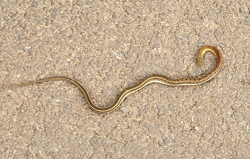 Buff Striped Keelback (Amphiesma stolatum) - Snakes and Lizards