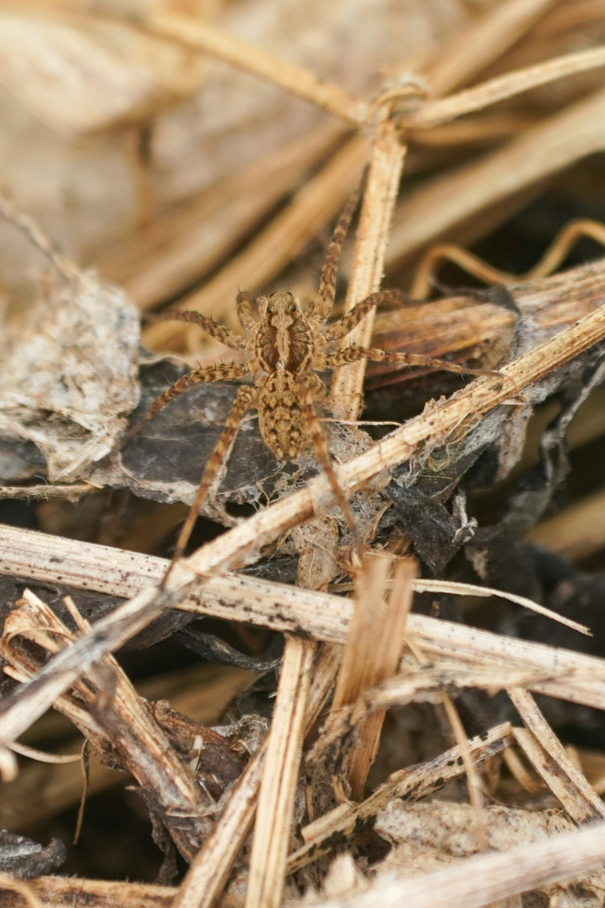 Leopard Spider from 連光寺・若葉台里山保全地域 on September 26, 2024 at 10:31 AM by ...