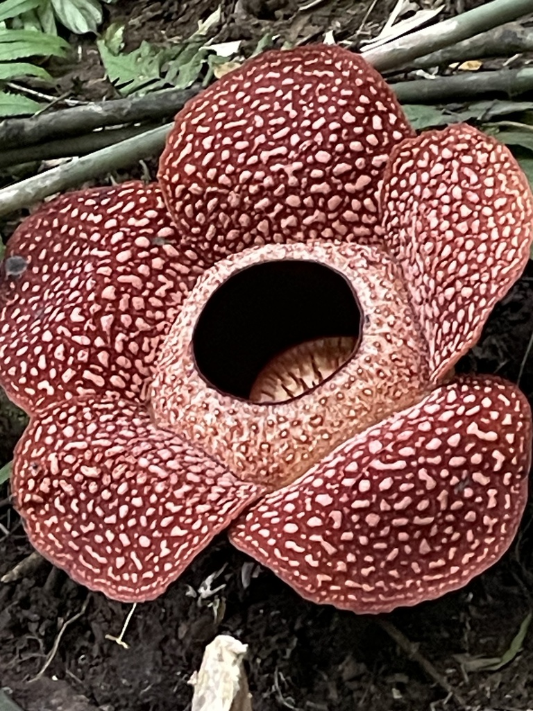 Arnold's rafflesia in September 2024 by Eidiu · iNaturalist