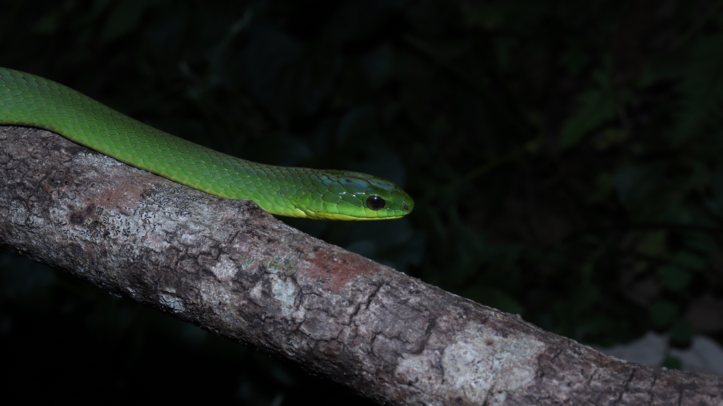 Chinese Green Snake from 小粗坑 on July 19, 2020 at 09:52 PM by Chi-Hsuan ...