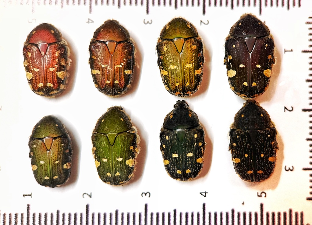 Blue Flower Chafer from 东小口, 北京市, CN on September 20, 2024 at 01:35 PM ...