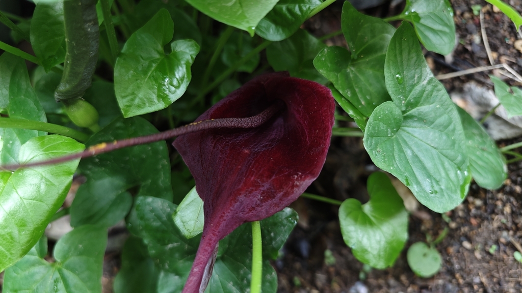 Divaricate Typhonium from 浙江省舟山市定海区临城 on September 26, 2024 at 11:13 AM ...