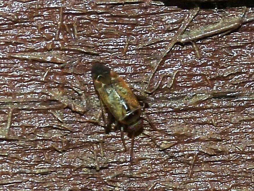 Agnocoris from Coomba Park NSW 2428, Australia on September 26, 2024 at ...