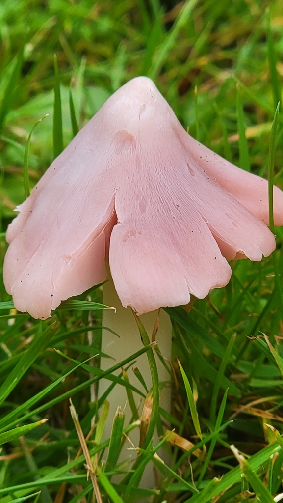 Pink Waxcap in September 2024 by belen_delam · iNaturalist