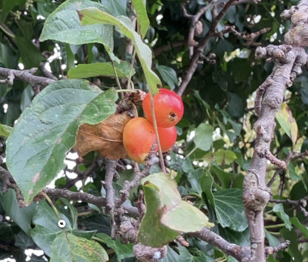 European Wild Apple from Handbridge, Chester CH4, UK on September 25 ...