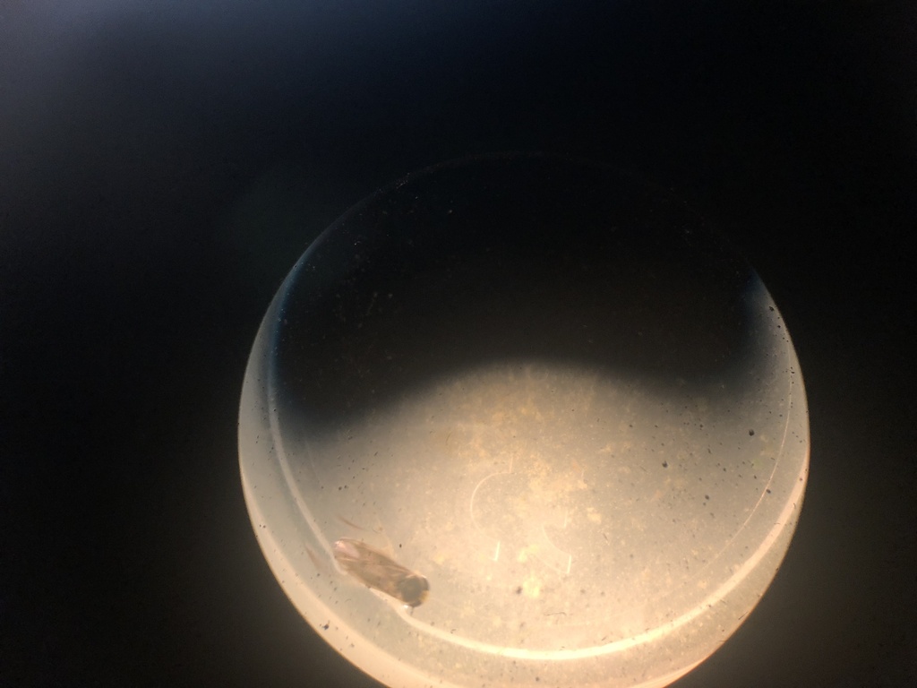 Cymatia on September 26, 2024 at 01:35 PM by kajtekme · iNaturalist