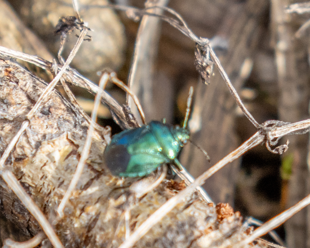 Blue Shield Bug from Каменский р-н, Свердловская обл., Россия on April ...