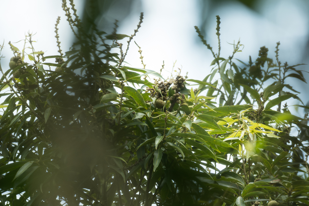 Lithocarpus elizabethae in September 2024 by tkp123 · iNaturalist