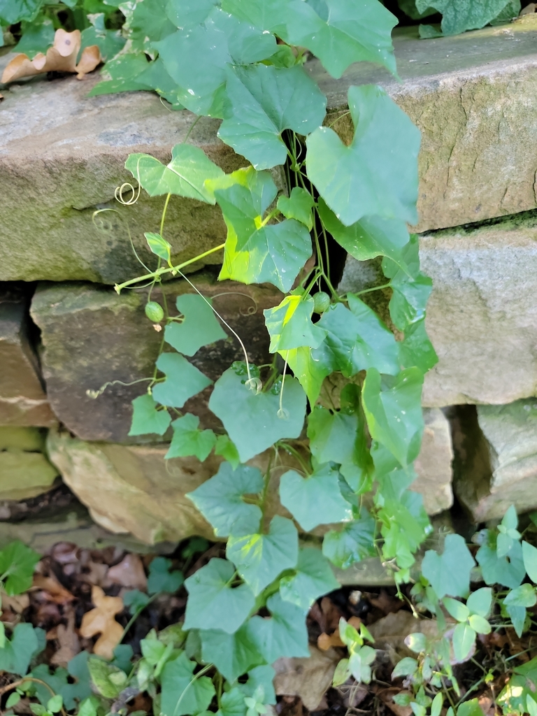 creeping cucumber on September 22, 2024 at 10:04 AM by schoech ...
