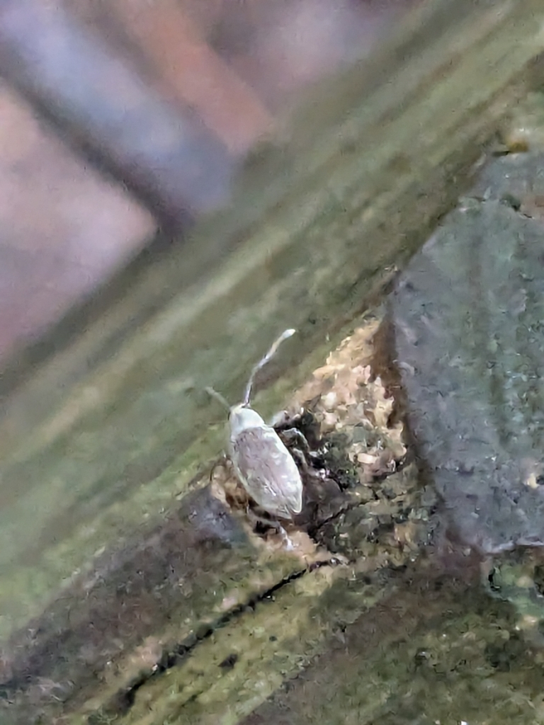 Asian Oak Weevil from Lochmere Birkhaven, Cary, NC 27518, USA on ...