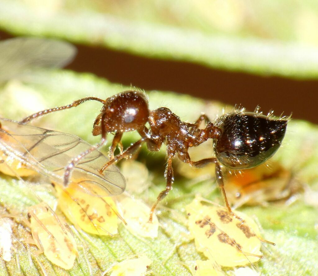 Hairy-headed Acrobat Ant from Galloway, NJ, USA on September 25, 2024 ...