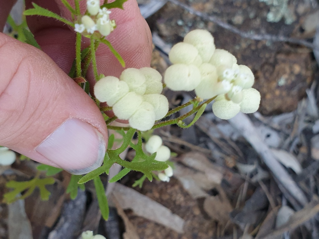 Sponge Fruit from Wongan Hills WA 6603, Australia on September 21, 2024 ...