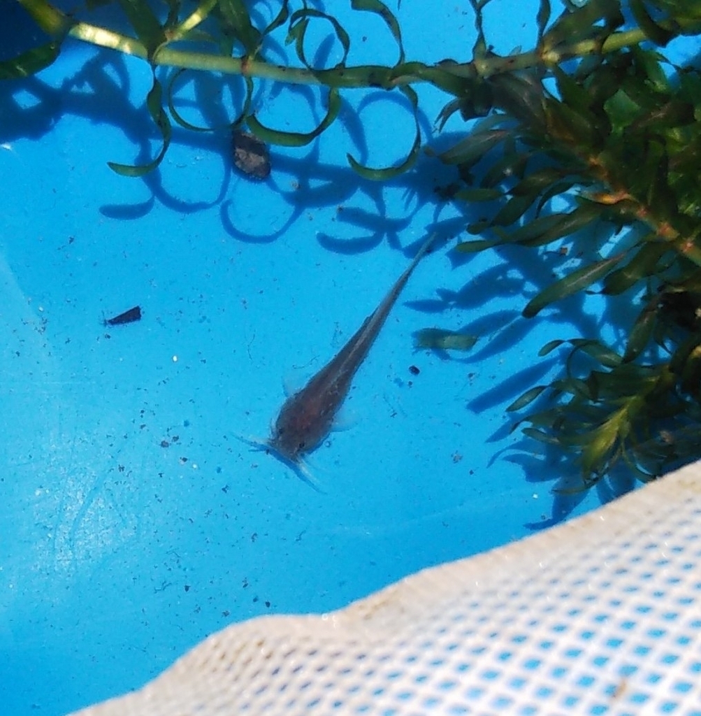 Liobagrus reinii in August 2019 by はる · iNaturalist