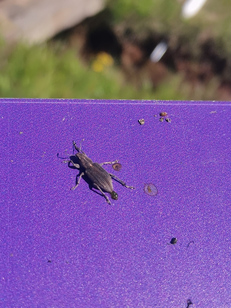Broad-nosed Weevils from Kenilworth, Cape Town, 7708, South Africa on ...