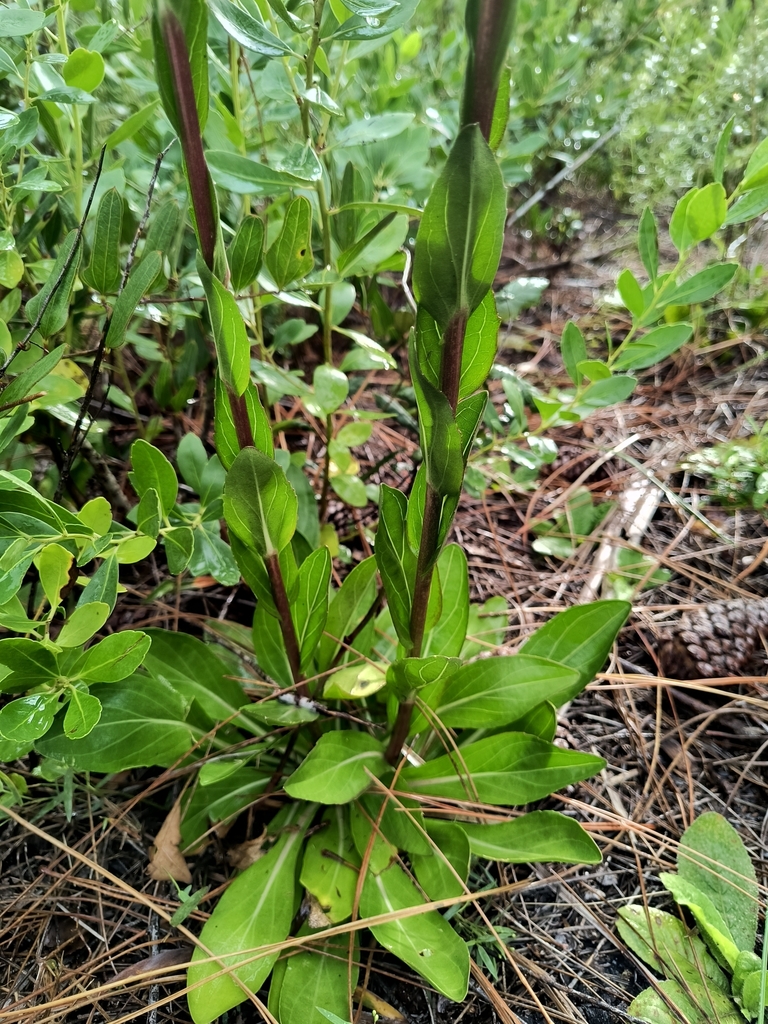 Pineland Purple from INDIANTOWN RD at DELAWARE RD, Jupiter, FL 33458 ...
